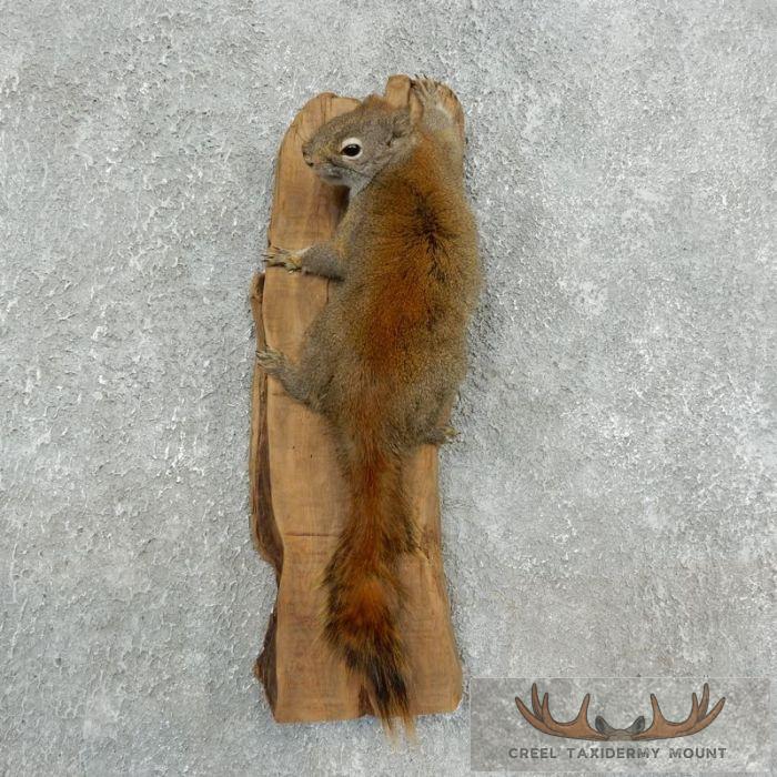 Red Squirrel Taxidermy Mount For Sale - Creel Taxidermy