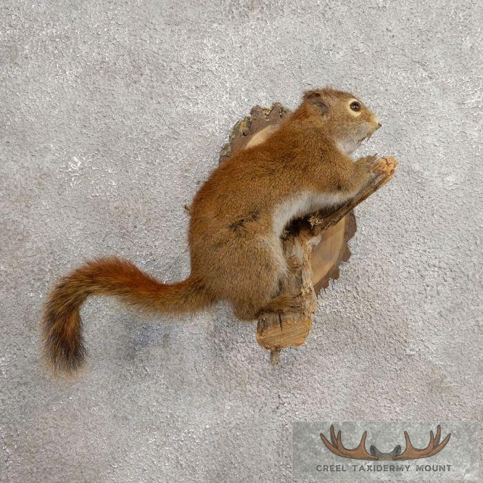 Red Squirrel Taxidermy Mount For Sale - Creel Taxidermy