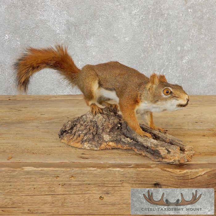 Red Squirrel Taxidermy Mount For Sale - Creel Taxidermy