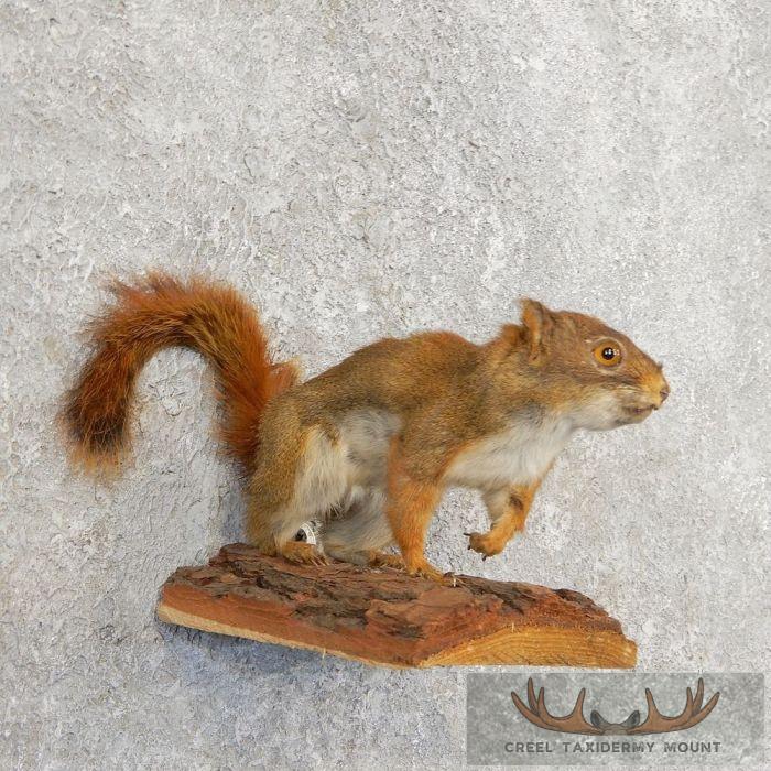 Red Squirrel Taxidermy Mount For Sale - Creel Taxidermy