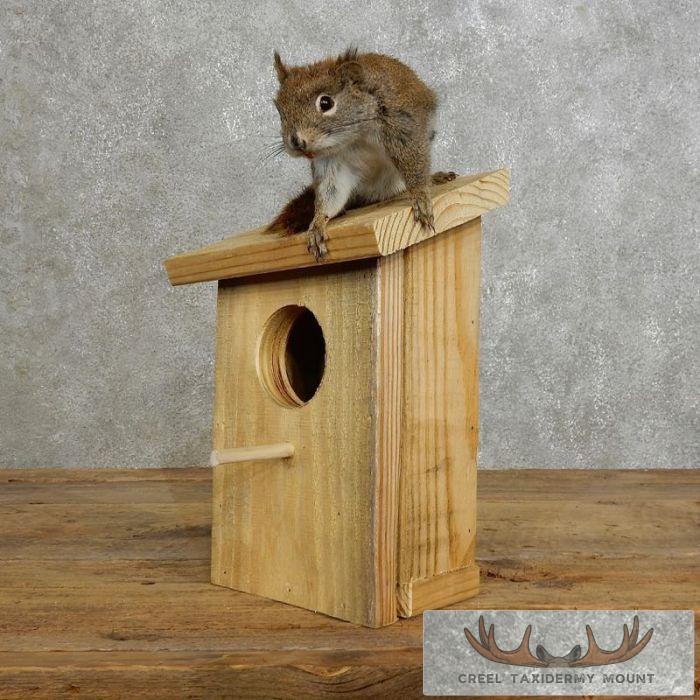 Novelty Red Squirrel Taxidermy Mount For Sale - Creel Taxidermy