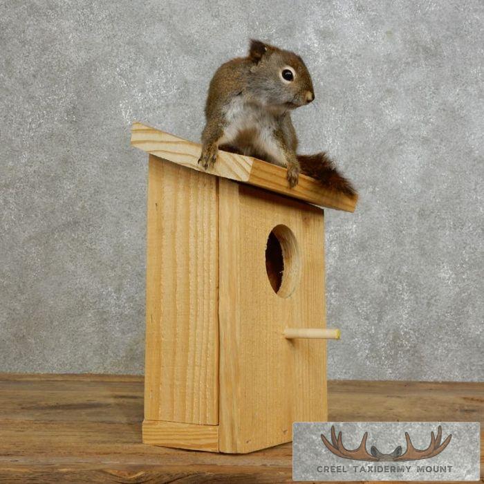 Novelty Red Squirrel Taxidermy Mount For Sale - Creel Taxidermy