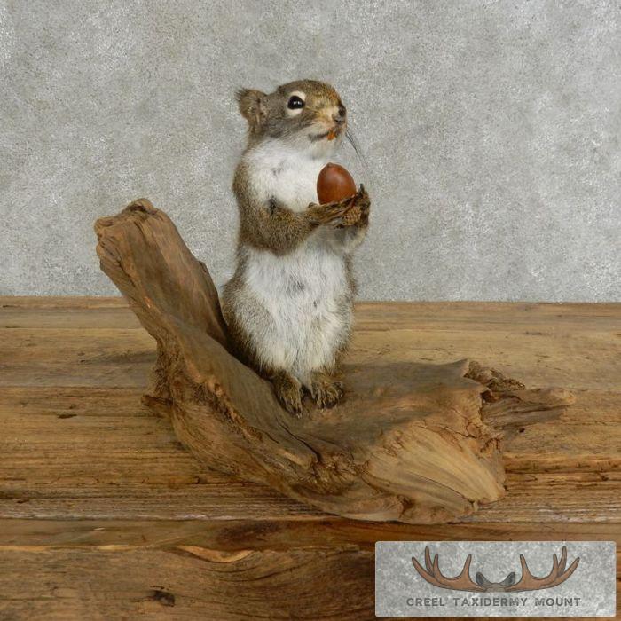 Red Squirrel Taxidermy Mount For Sale - Creel Taxidermy