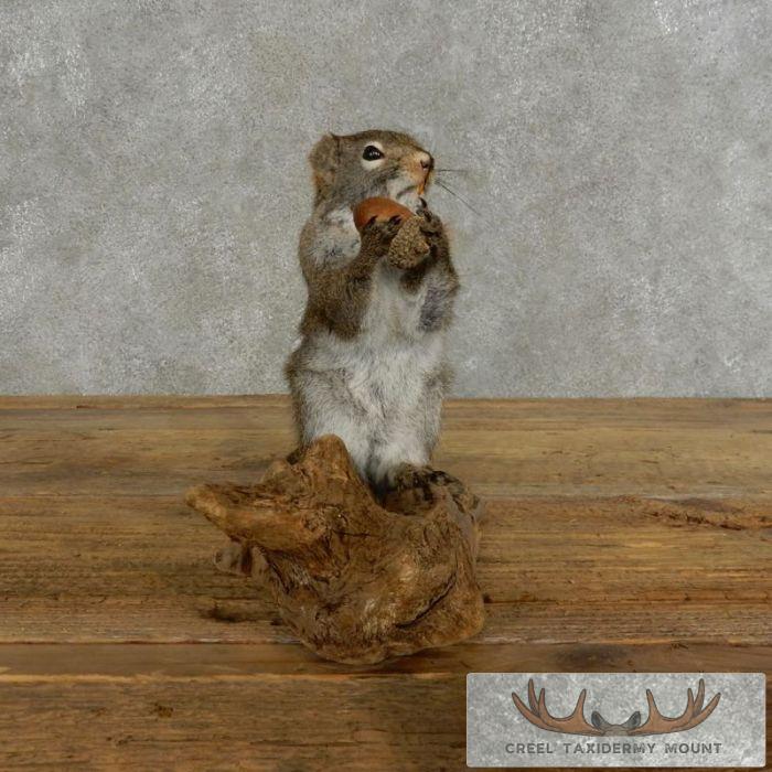 Red Squirrel Taxidermy Mount For Sale - Creel Taxidermy