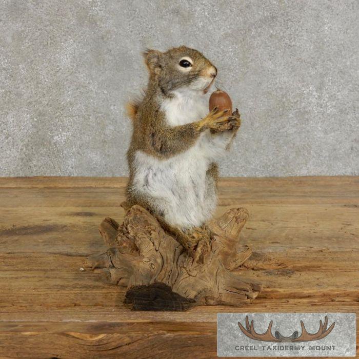 Red Squirrel Taxidermy Mount For Sale - Creel Taxidermy