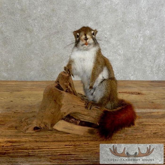Red Squirrel Taxidermy Mount For Sale - Creel Taxidermy