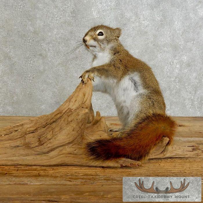 Red Squirrel Taxidermy Mount For Sale - Creel Taxidermy