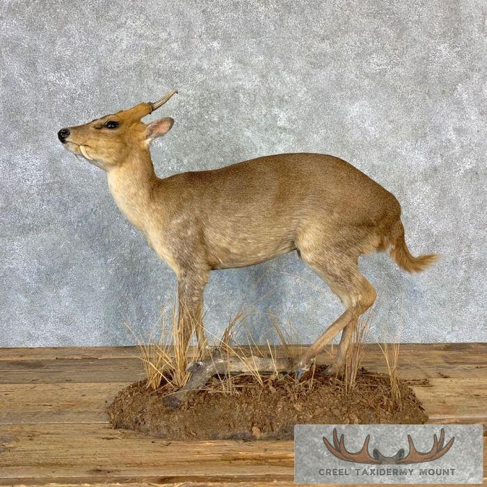 Reeve's Muntjac Life-size Taxidermy Mount For Sale - Creel Taxidermy
