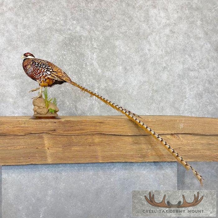 Reeves Pheasant Taxidermy Bird Mount For Sale - Creel Taxidermy