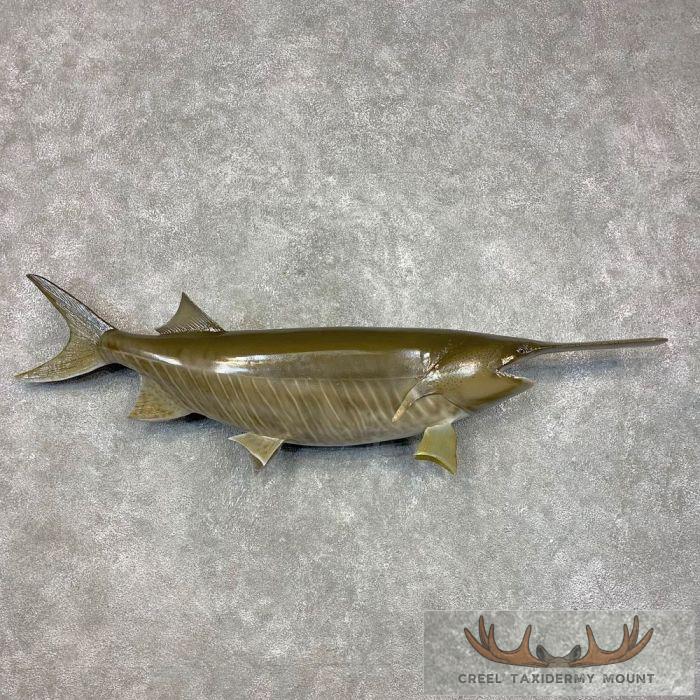 American Paddlefish Taxidermy Fish Mount For Sale - Creel Taxidermy