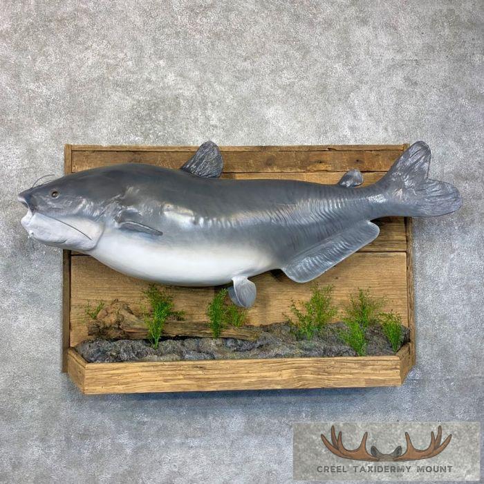 Reproduction Blue Catfish Taxidermy Fish Mount For Sale - Creel Taxidermy