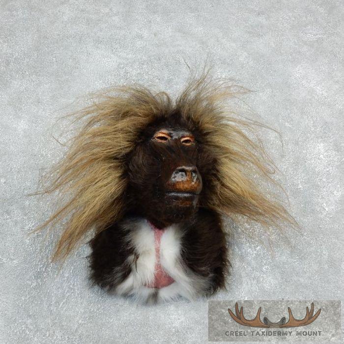 Reproduction Gelada Baboon Shoulder Mount For Sale - Creel Taxidermy