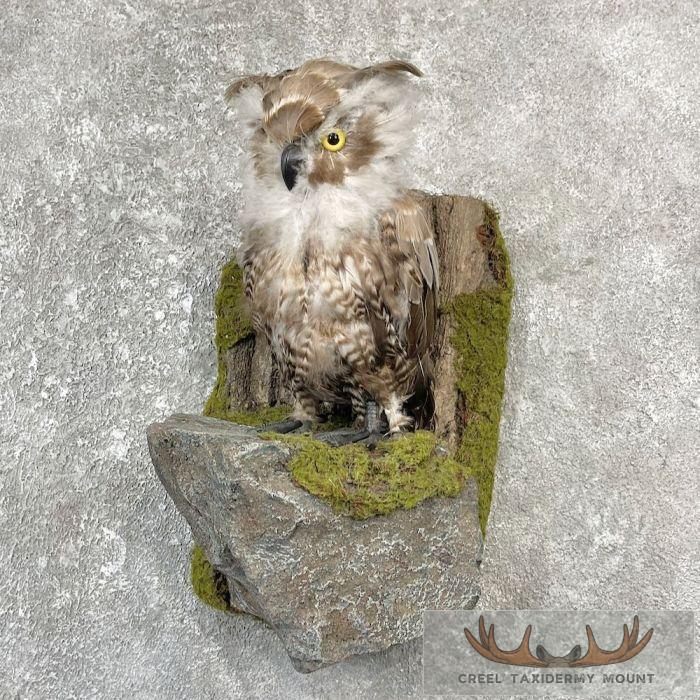 Reproduction Long-eared Owl Taxidermy Mount For Sale - Creel Taxidermy