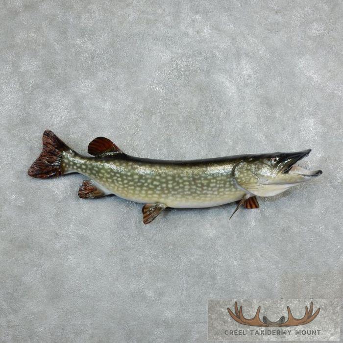 41.5" Reproduction Northern Pike Taxidermy Fish Mount For Sale - Creel ...