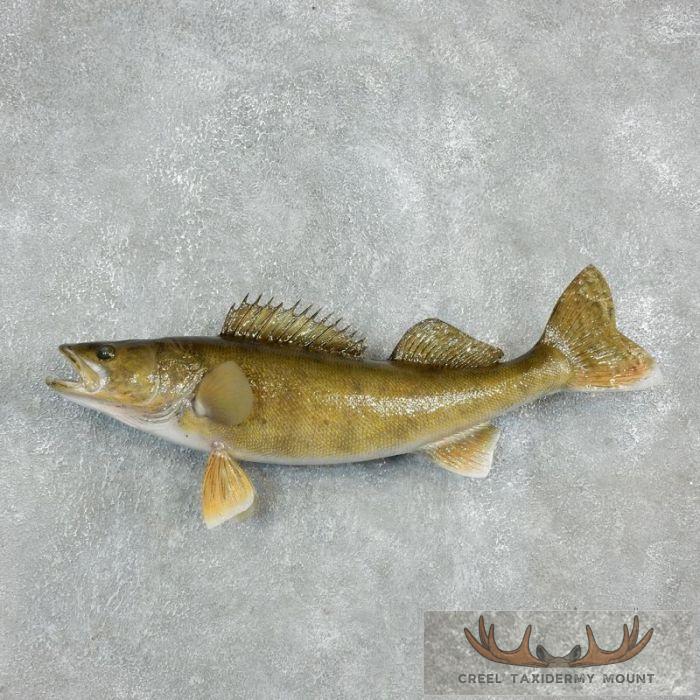 28" Reproduction Walleye Taxidermy Fish Mount For Sale - Creel Taxidermy