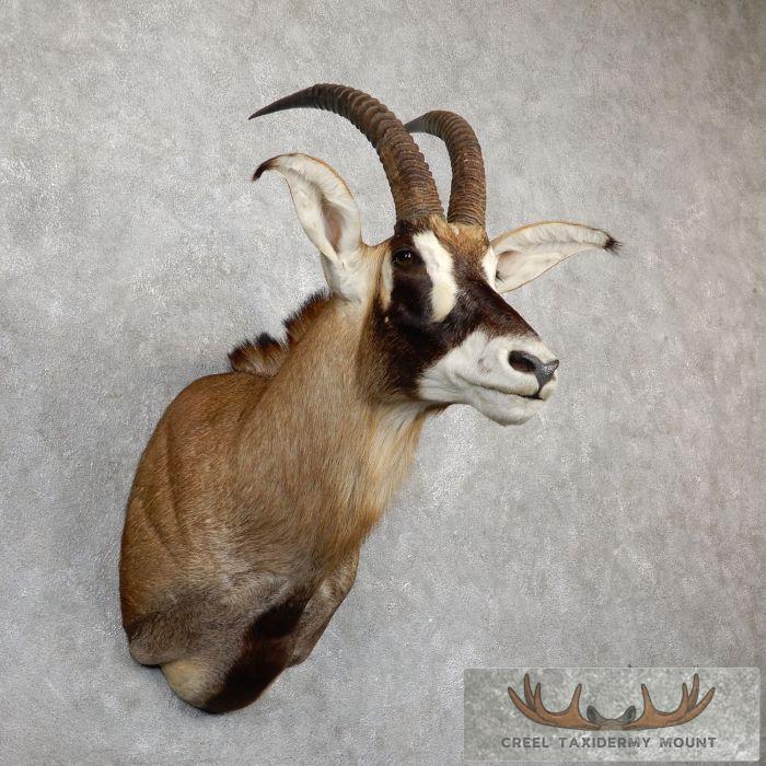 Roan Antelope Taxidermy Shoulder Mount For Sale - Creel Taxidermy