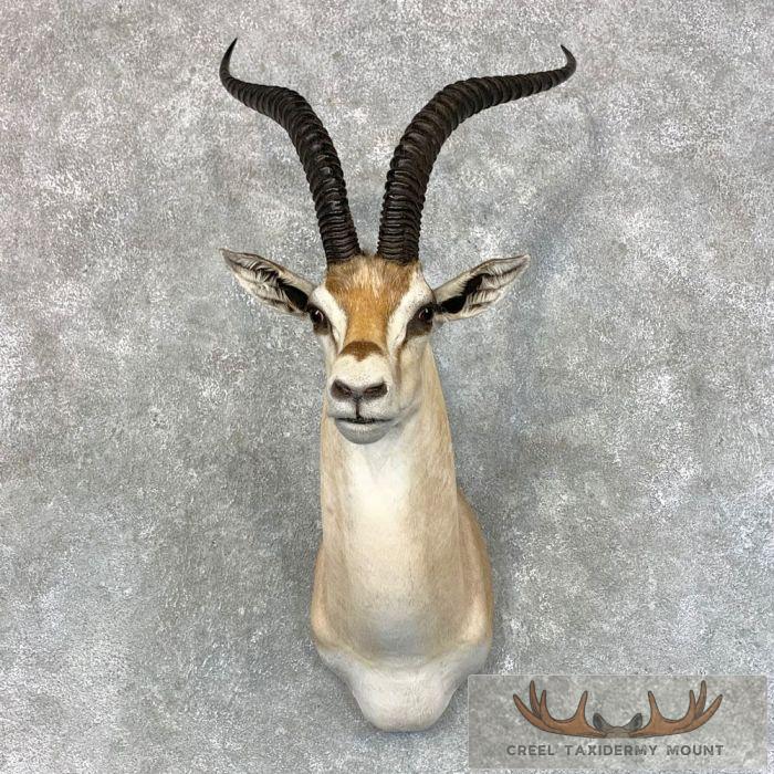 Roberts Gazelle Taxidermy Mount For Sale - Creel Taxidermy