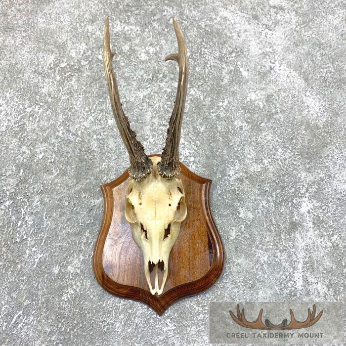 European Roe Deer Skull Taxidermy Plaque Mount For Sale - Creel Taxidermy