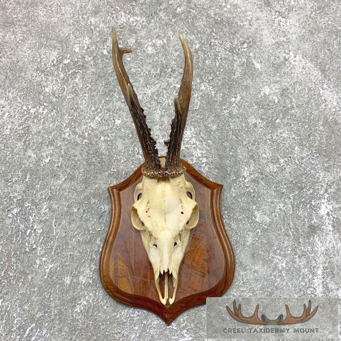 European Roe Deer Skull Taxidermy Plaque Mount For Sale - Creel Taxidermy