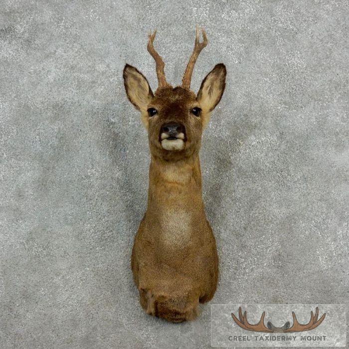 European Roe Deer Mount - Creel Taxidermy