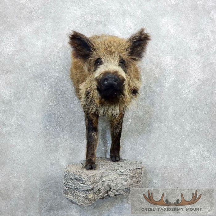 Russian Boar Half Life Size Taxidermy Mount For Sale - Creel Taxidermy