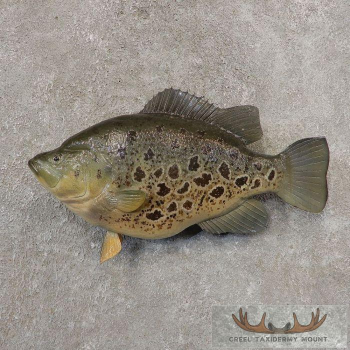 Reproduction Sacramento Perch Fish Taxidermy Mount For Sale - Creel ...