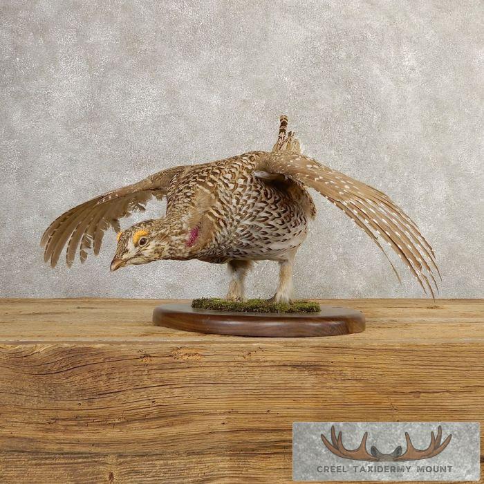 Sharp-tailed Grouse Taxidermy Bird Mount For Sale - Creel Taxidermy