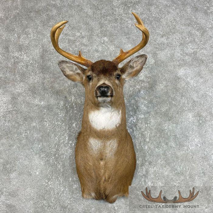 Sitka Blacktail Deer Shoulder Taxidermy Mount For Sale - Creel Taxidermy