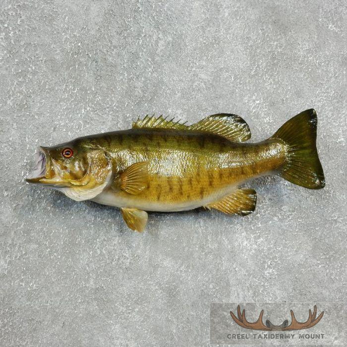 Buy Small mouth Bass Taxidermy Fish Mount Online