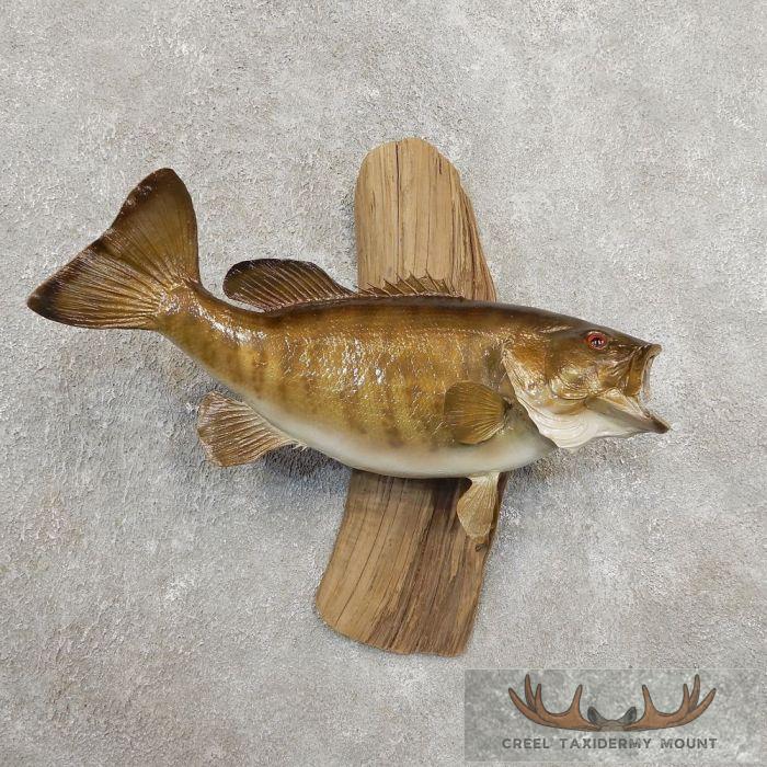 17" Smallmouth Bass Taxidermy Fish Mount For Sale - Creel Taxidermy