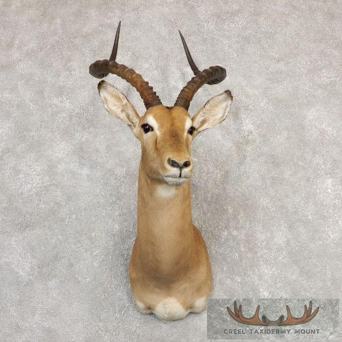 South African Impala Taxidermy Shoulder Mount For Sale - Creel Taxidermy