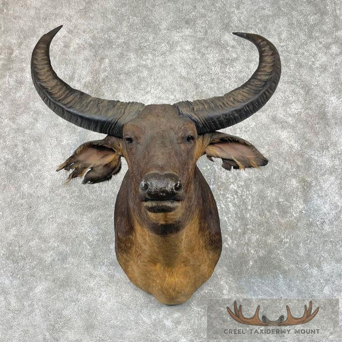 buffalo head mounts