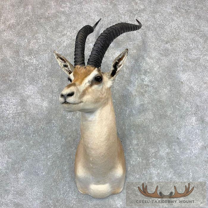 African Southern Grants Gazelle Taxidermy Mount For Sale - Creel Taxidermy