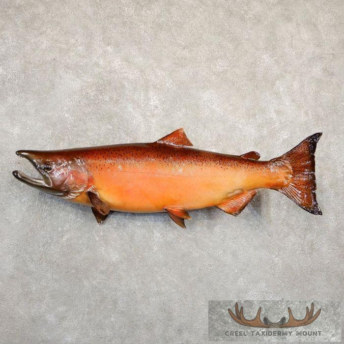 atlantic salmon spawning phase