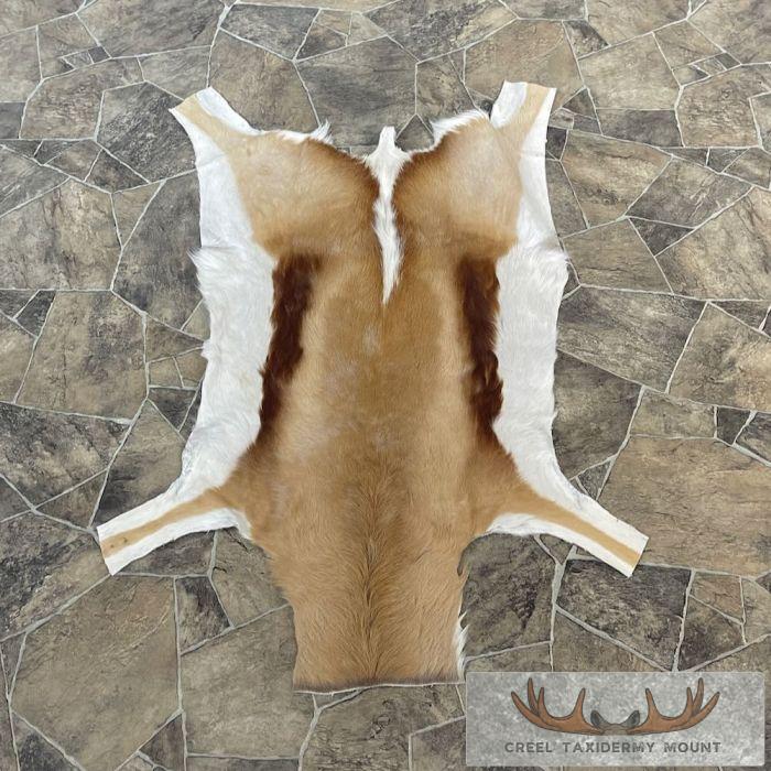 Springbok Taxidermy Hide For Sale - Creel Taxidermy