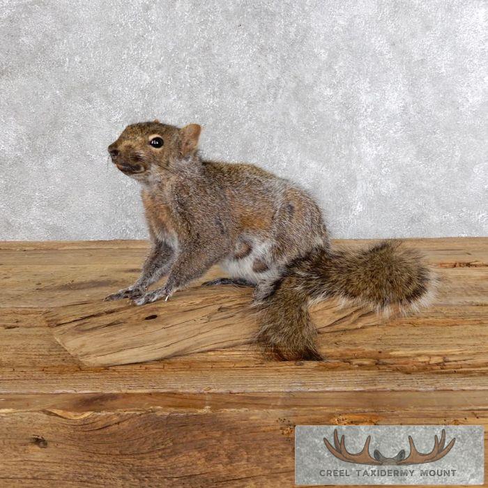 Standing Grey Squirrel Taxidermy Mount For Sale - Creel Taxidermy