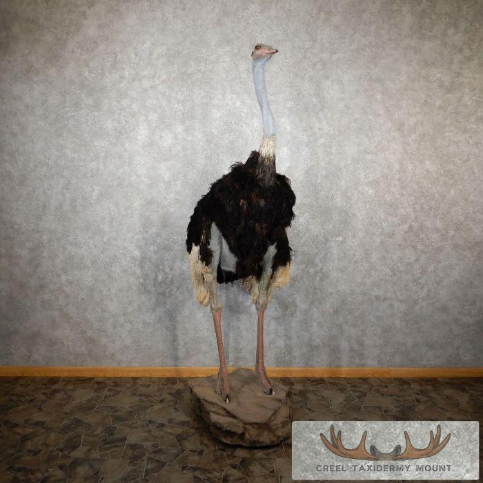 Standing Ostrich Life-Size Taxidermy Mount For Sale - Creel Taxidermy