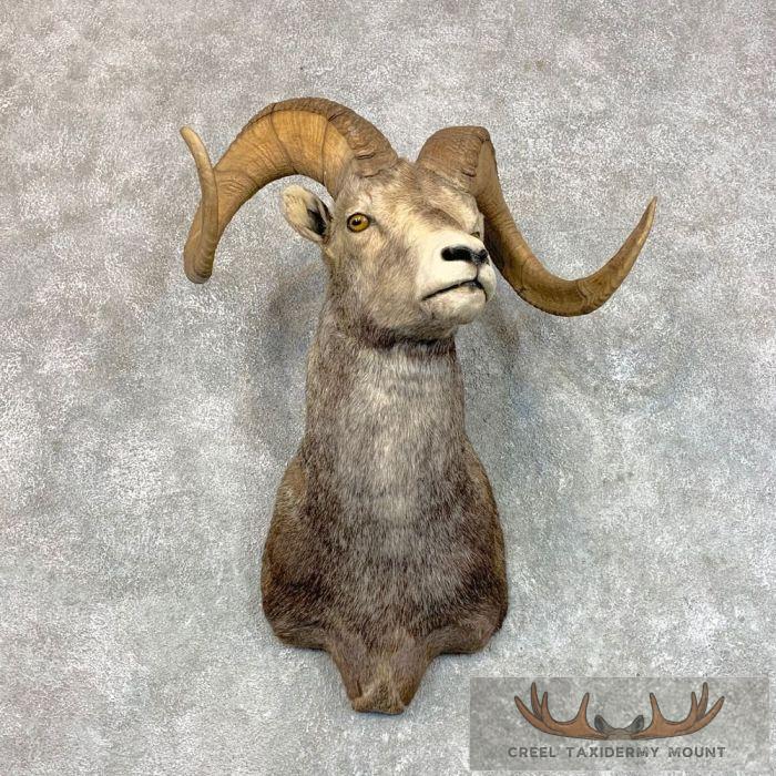 Stone Sheep Ram Taxidermy Shoulder Mount For Sale - Creel Taxidermy
