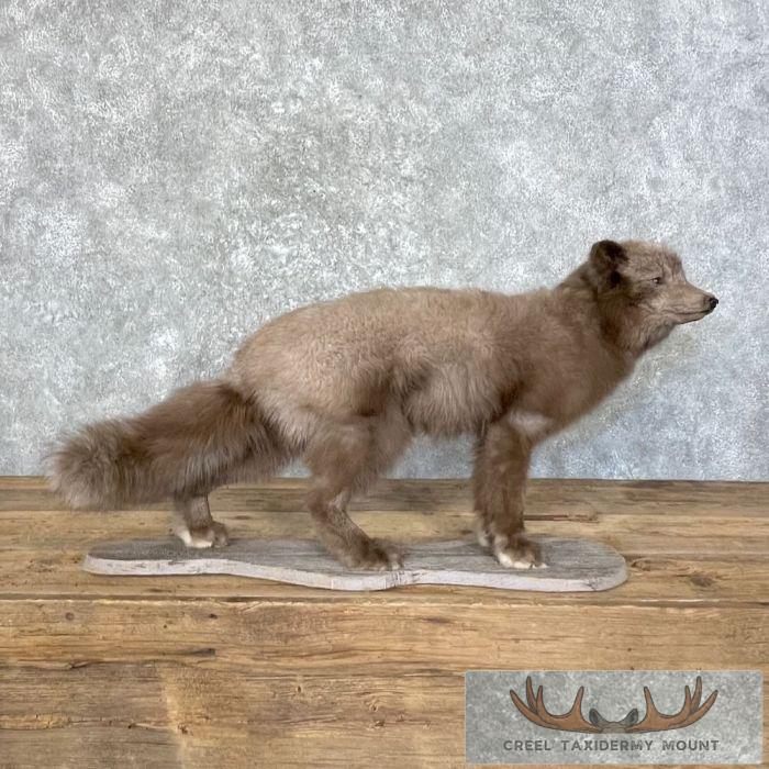 Summer Phase Arctic Fox Taxidermy Mount For Sale - Creel Taxidermy