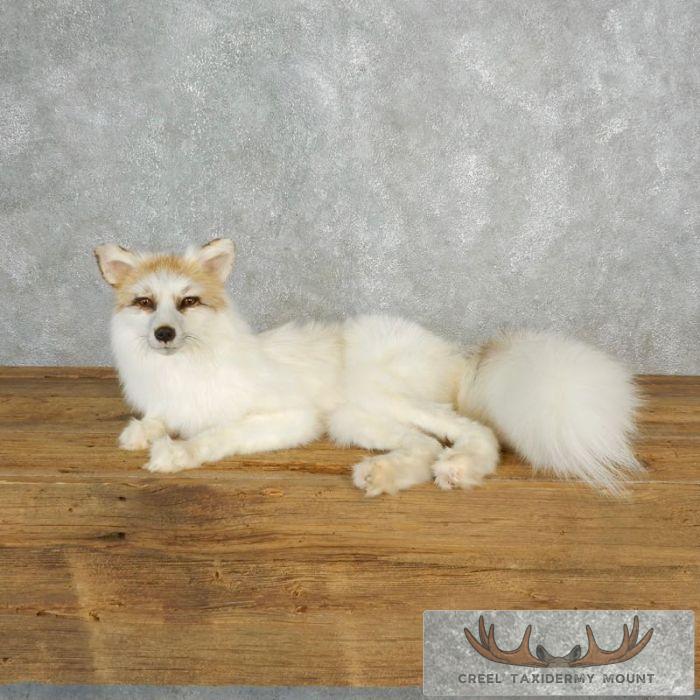 Sun Glow Fox Life-Size Taxidermy Mount For Sale - Creel Taxidermy