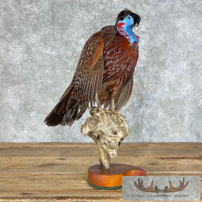 Temminck's Tragopan Pheasant Mount For Sale - Creel Taxidermy