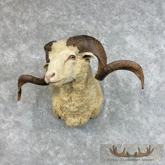 Texas Dall Sheep Taxidermy Shoulder Mount For Sale - Creel Taxidermy