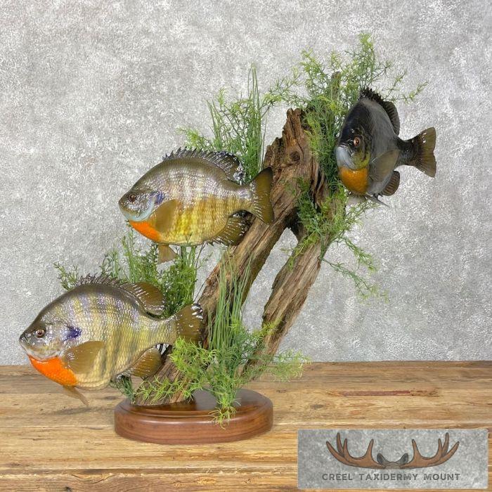 Bluegill Taxidermy Fish Mount For Sale - Creel Taxidermy