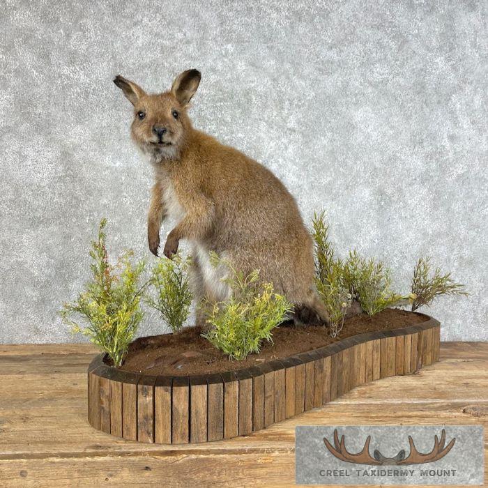 Wallaby Life-Size Taxidermy Mount For Sale - Creel Taxidermy