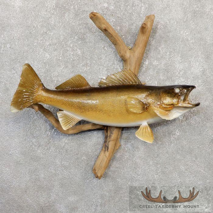 22" Walleye Taxidermy Fish Mount For Sale - Creel Taxidermy