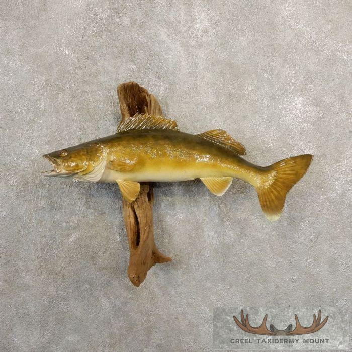Walleye Taxidermy Fish Mount For Sale - Creel Taxidermy