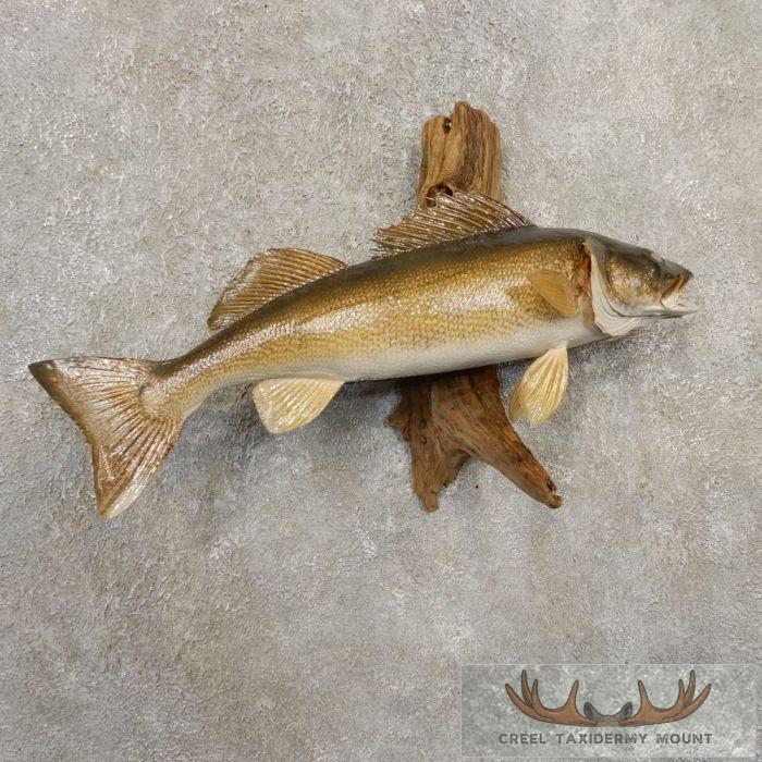 18" Walleye Taxidermy Fish Mount For Sale - Creel Taxidermy
