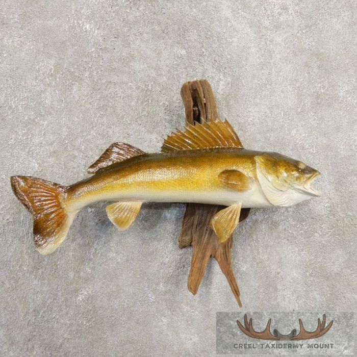 Walleye Taxidermy Fish Mount For Sale - Creel Taxidermy
