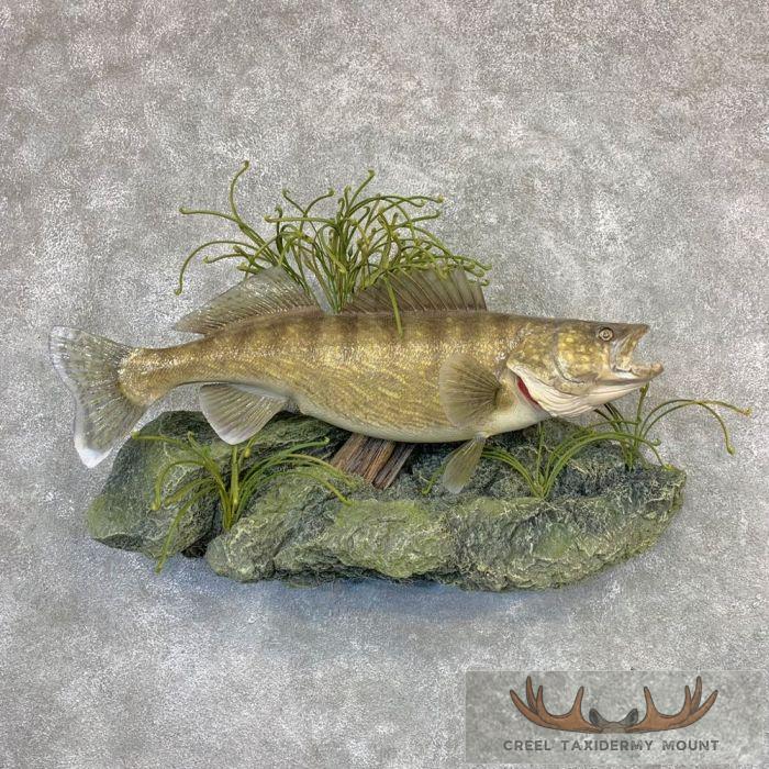 32" Reproduction Walleye Taxidermy Fish Mount For Sale - Creel Taxidermy