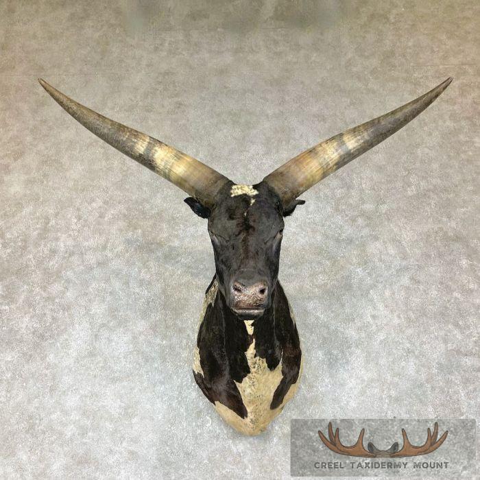 Ankole Watusi Longhorn Taxidermy Shoulder Mount For Sale - Creel Taxidermy